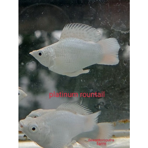Jual molly balon platinum roundtail | Shopee Indonesia