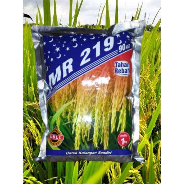 Jual Benih Padi MR 219 baru | Shopee Indonesia