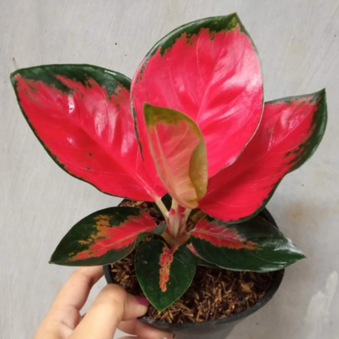 Jual Hiasan Tanaman Hias Aglonema Suksom Jaipong / Suksong | Shopee ...