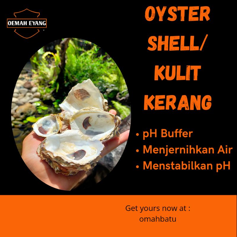 Jual OYSTER SHELL / KULIT KERANG MEDIA FILTER AQUARIUM & KOLAM | Shopee ...