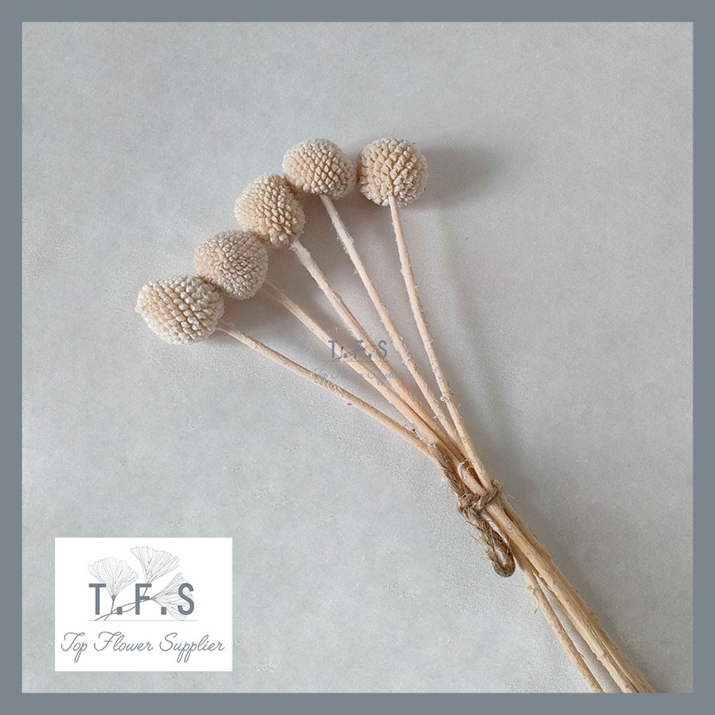 Jual Preserved Pure White Billy Button Bunga Kering Asli Dekorasi Hias ...