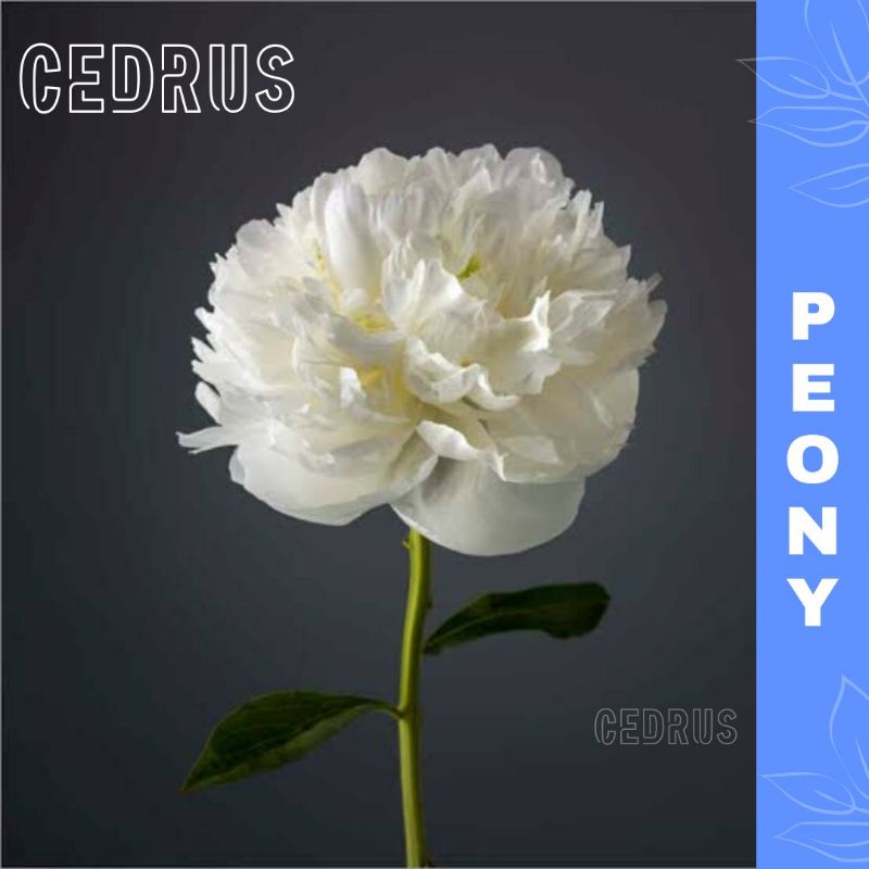 Jual Benih PEONY PUTIH Biji Bunga | Shopee Indonesia