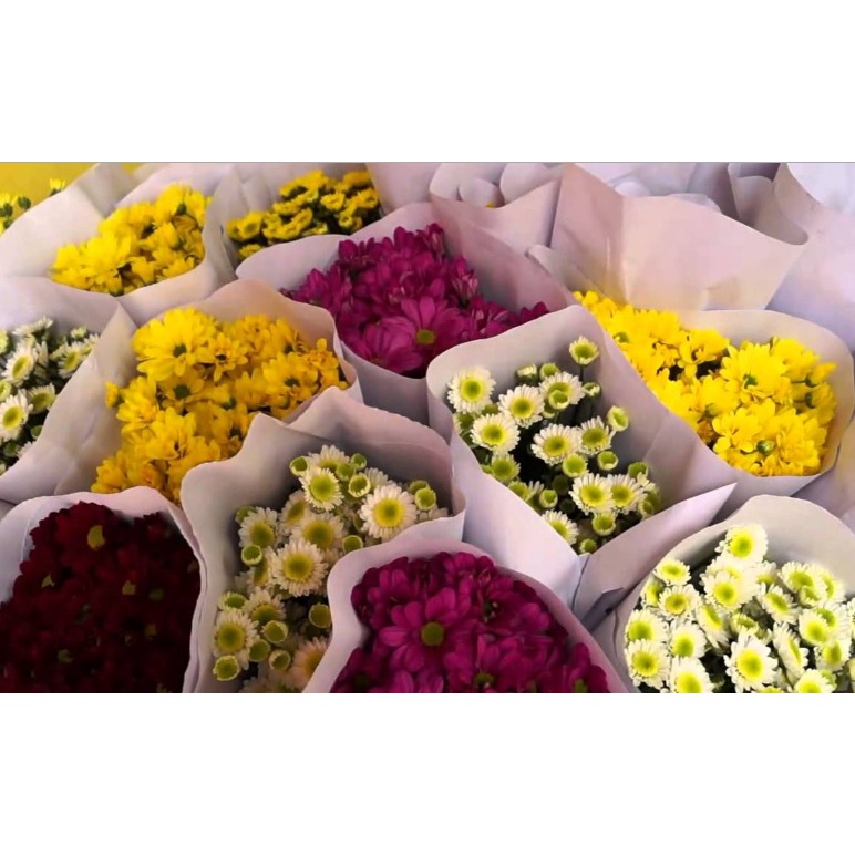 Jual Krisan(Chrysanthemum) Aster Fresh Cut- Bunga Potong Segar -untuk ...
