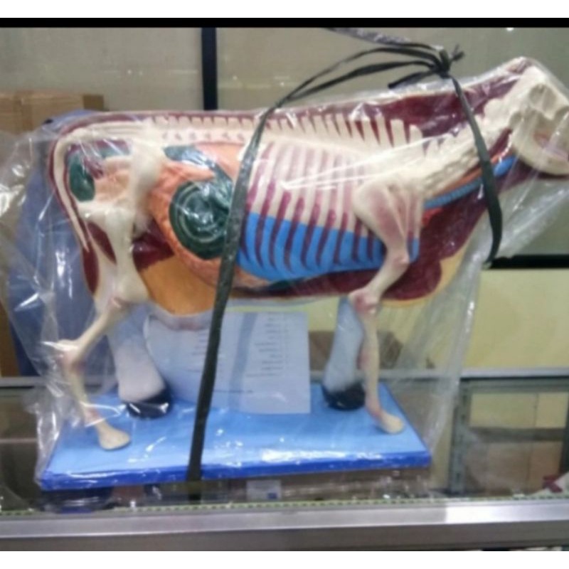 Jual Model Sapi // Torso sapi | Shopee Indonesia