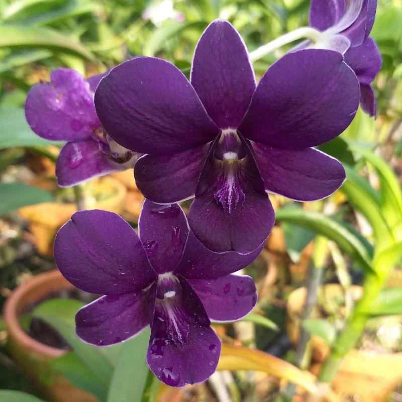 Jual Dendrobium Bidadari Biru, Dendrobium Blue Angel | Shopee Indonesia