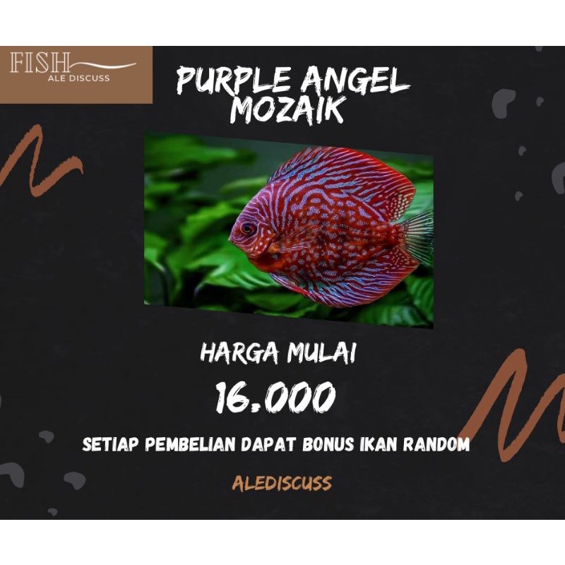 Jual packing Styrofoam ikan discus purple angel mozaik 1,5cm | Shopee ...