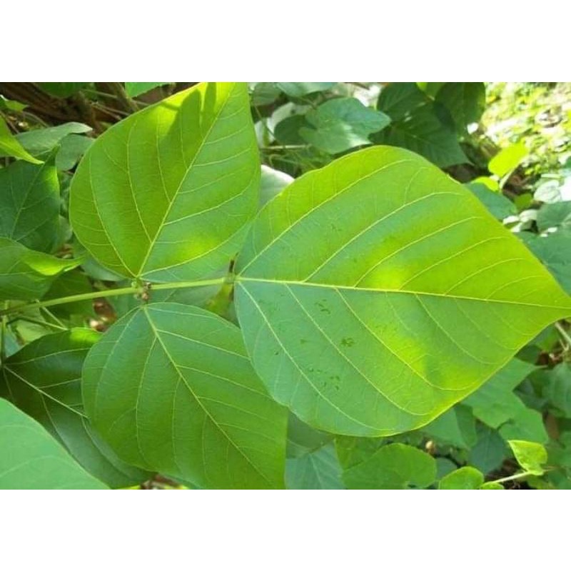 Jual Daun dadap serep netto 500g | Shopee Indonesia