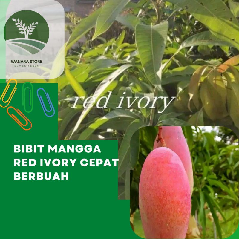 Jual Bibit Tanaman Mangga Red Emperor Super Genjah | Shopee Indonesia