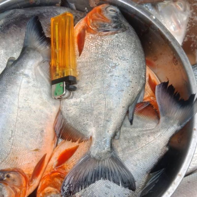 Jual Ikan Bawal air tawar / Bawal Merah segar fresh 1kg | Shopee Indonesia