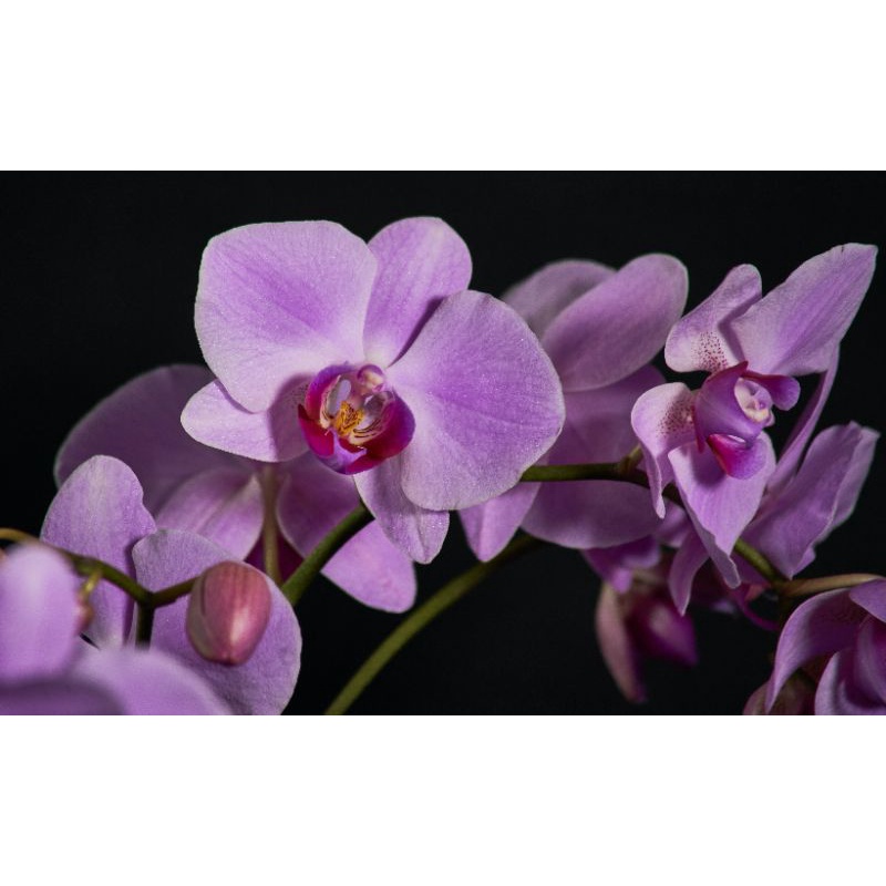 Jual anggrek bulan dewasa mini spike | Shopee Indonesia