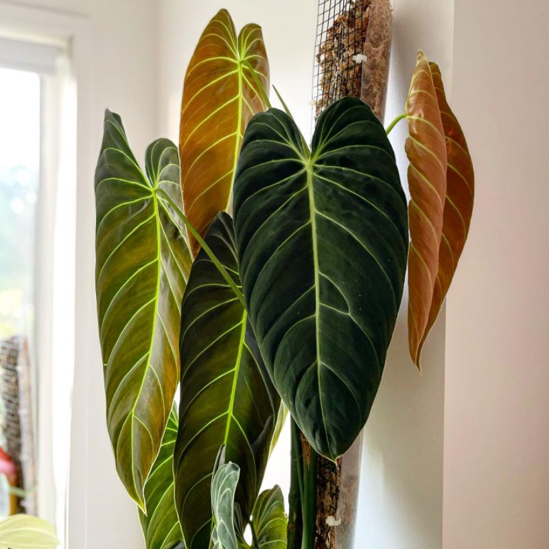 Jual Tanaman hias Philodendron Melanochrysum / philodendron melano ...