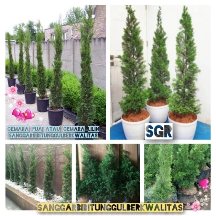 Jual Bibit Cemara Papua / Cemara Sinensis . Tanaman Hias | Shopee Indonesia