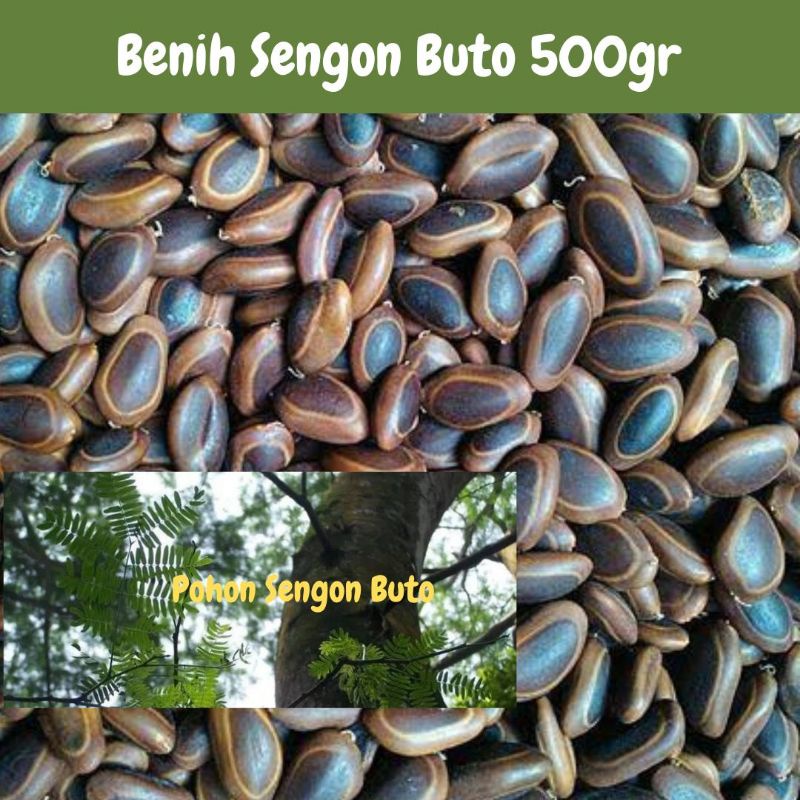 Jual 500gr Benih Sengon Buto / Enterolobium Cyclocarpum | Shopee Indonesia