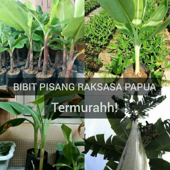 Jual @=@=@=@=] Bibit Tanaman Hidup Pisang Raksasa Papua langka / Pisang ...