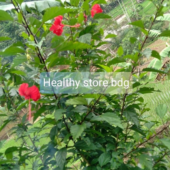 Jual Daun Bunga Sepatu Atau Kembang Sepatu Segar 1 Kg | Shopee Indonesia