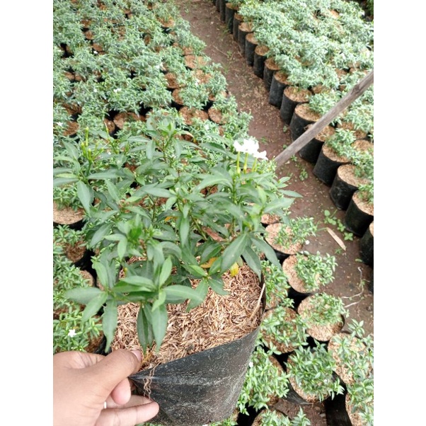 Jual tanaman / bunga rambusa mini | Shopee Indonesia