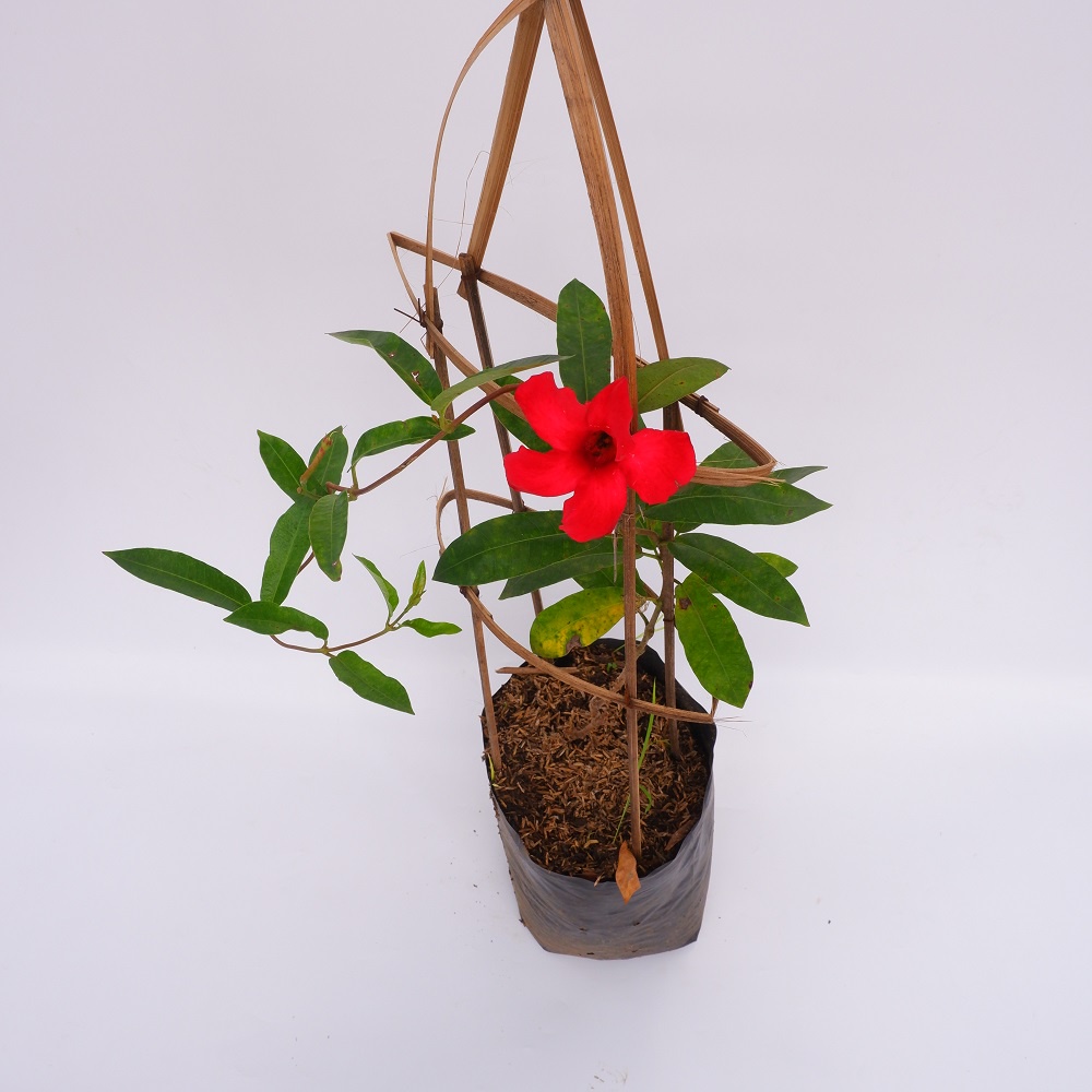 Jual Tanaman Hias Mandevilla Merah - Bunga Mandevila Merah | Shopee ...