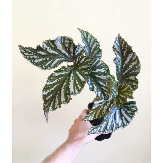 Jual Begonia Silver Mist / bigunia silper mis / begunia batang | Shopee ...