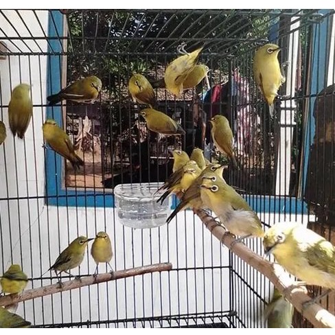 Jual Burung Bustomi Sumatra | Shopee Indonesia