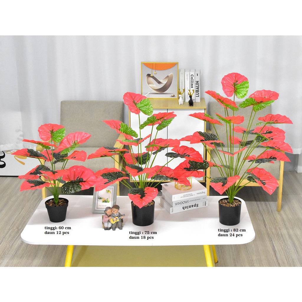 Jual MONSTERA MERAH / POHON KELADI MERAH (TANPA POT) | Shopee Indonesia