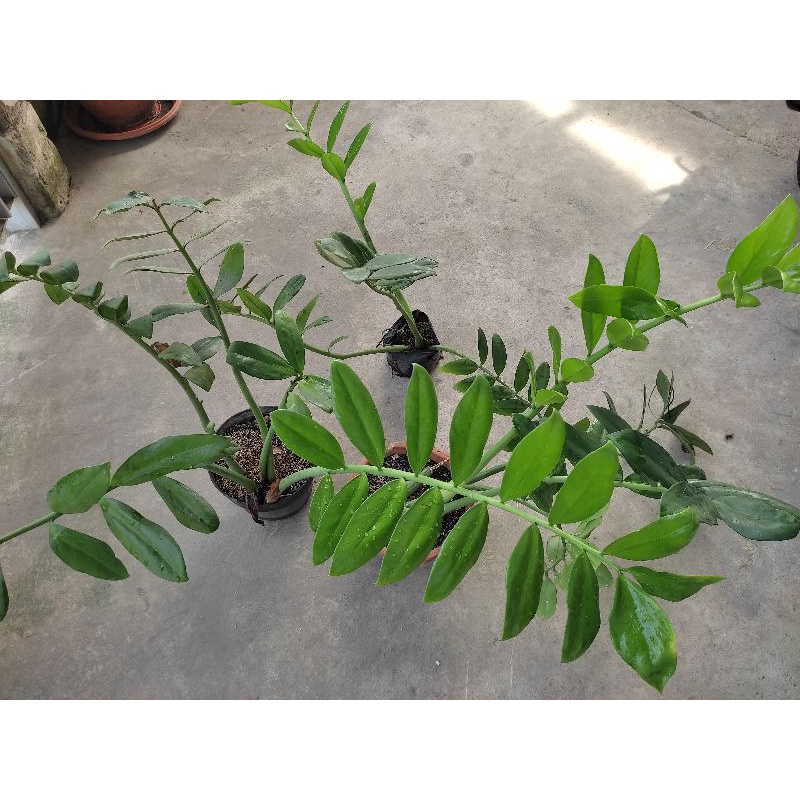 Jual Tanaman Zamiaculcas / Zamioculcas / Pohon Dolar / Bunga Dolar ...