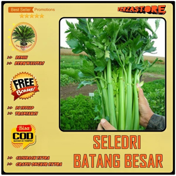 Jual Biji Benih Seledri Batang Besar Tall Utah / 100 biji | Shopee ...