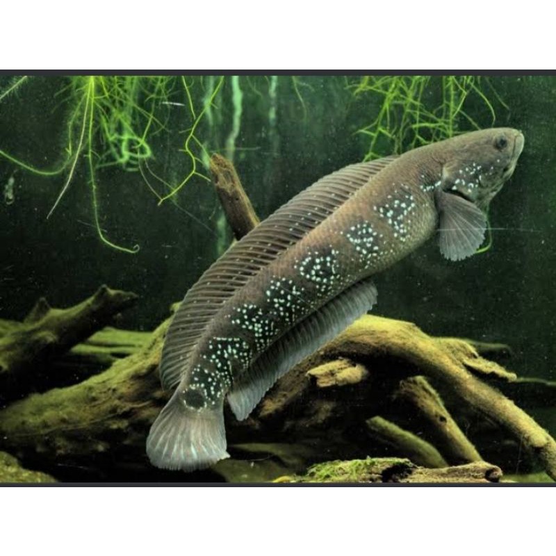 Jual CHANNA / CHANA / CANA ASIATICA SMALL SNAKEHEAD CHANA AIR TAWAR ...