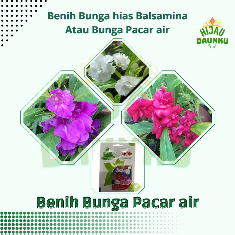 Jual Benih Bibit Biji Bunga Pacar Air Ungu Putih Dan Fanta Purple Rose ...