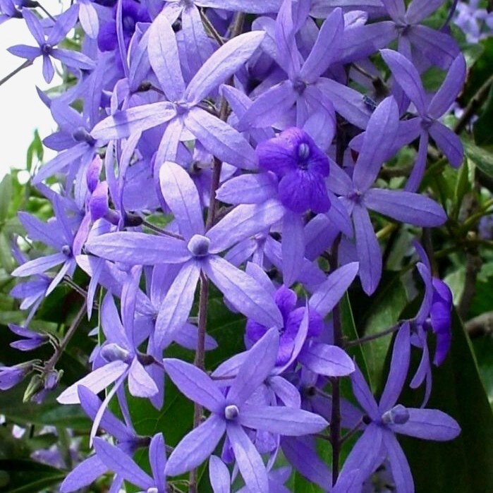 Jual Berkuwalitas Tanaman Hias Petrea Volubilis [Big Size]/ Bunga ...
