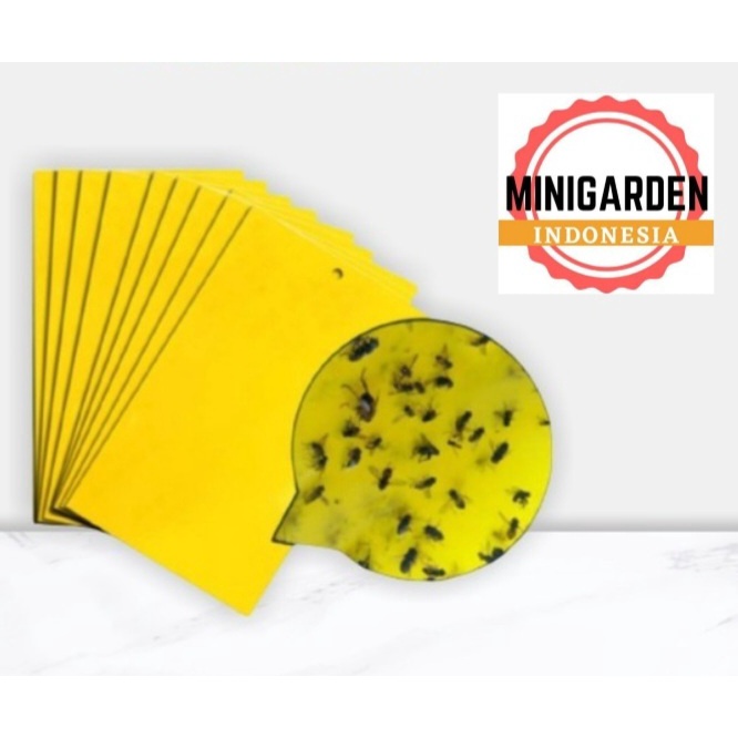 Jual SPIDER INSECT TRAP 20 LEMBAR perangkap hama pertanian kutu kebul ...