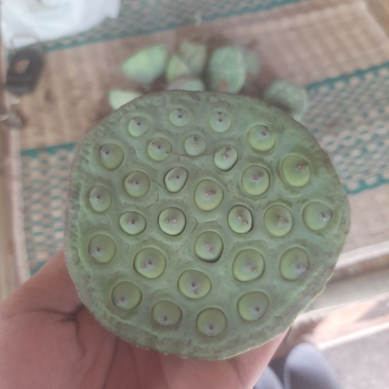 Jual BIJI BUNGA TERATAI LOTUS SEGAR 1KG | Shopee Indonesia