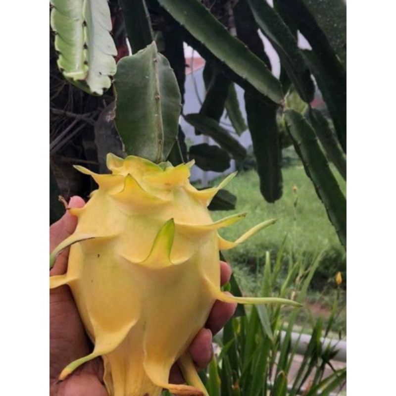 Jual bibit buah naga kuning super isi tiga batang bibit siap tanam ...