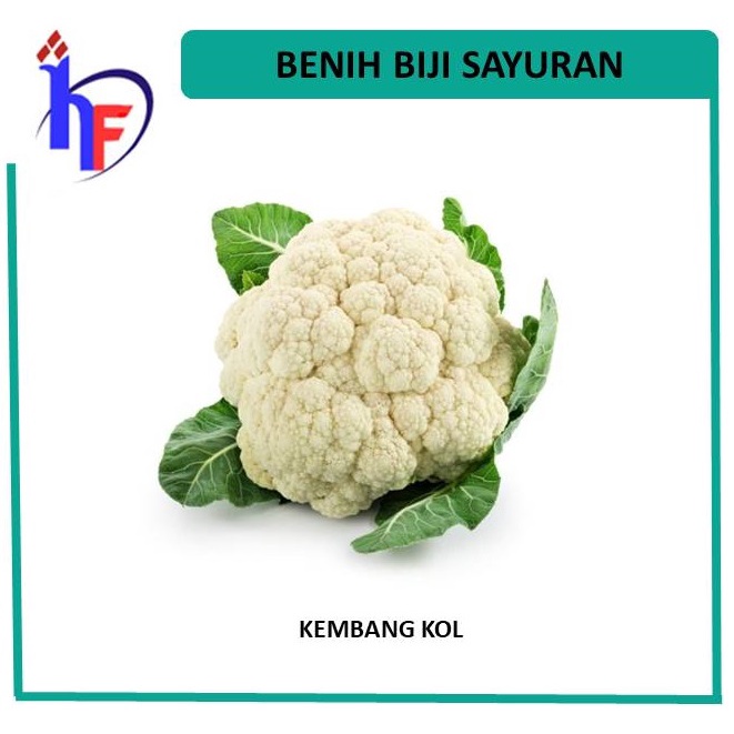 Jual Benih Biji Kembang Kol ( Bunga Kol ) | Shopee Indonesia