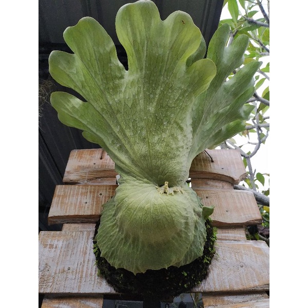 Jual Platycerium Wandae sp Papua Paku Simbar Menjangan | Shopee Indonesia