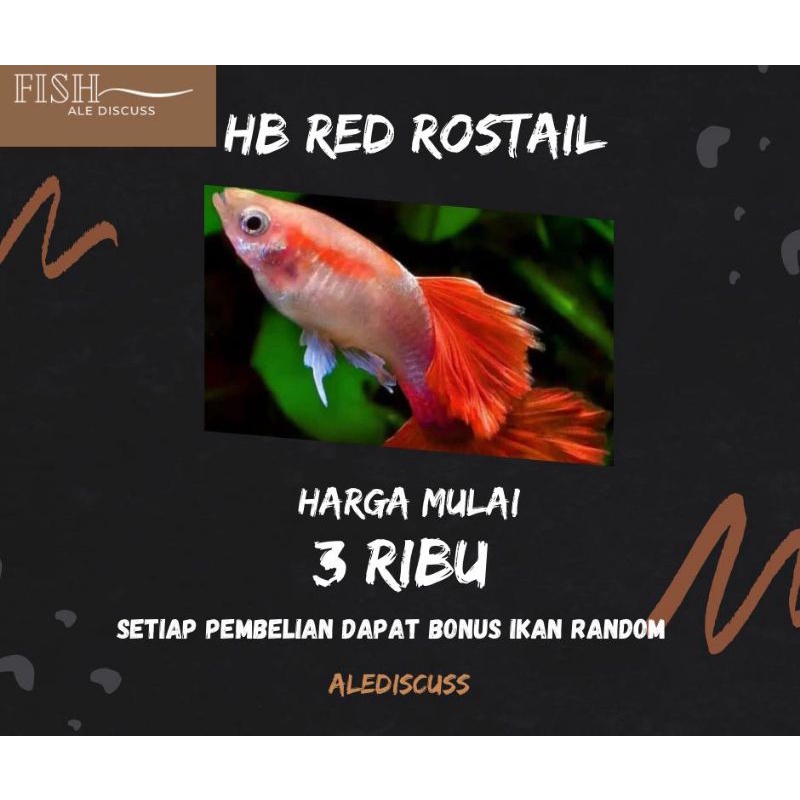 Jual packing Styrofoam ikan Guppy HB red rostail || ikan hias | Shopee Indonesia