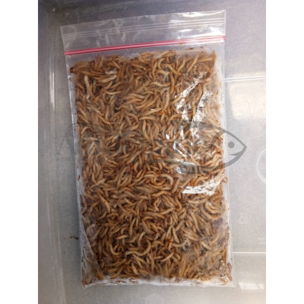 Jual ULAT HONGKONG BEKU ULET ES PAKAN MAKANAN IKAN HONG KONG PAKAN ...