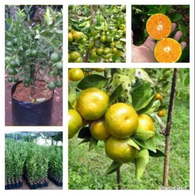Jual Terlaris Bibit tanaman buah jeruk BW | Shopee Indonesia