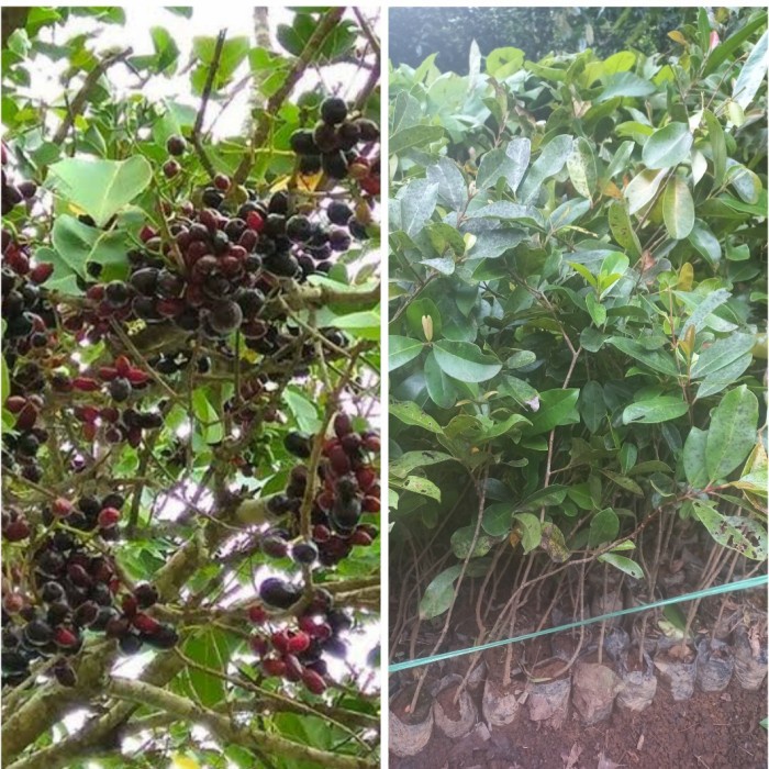 Jual Bibit Pohon Buah Jamblang - Tanaman Juwet - Bibit Jambu Keling ...