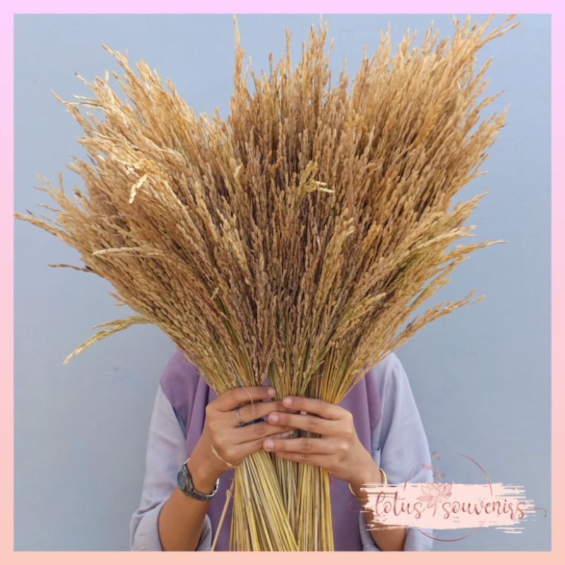 Jual (10 tangkai) Bunga kering dried flower padi hampa super bunga ...