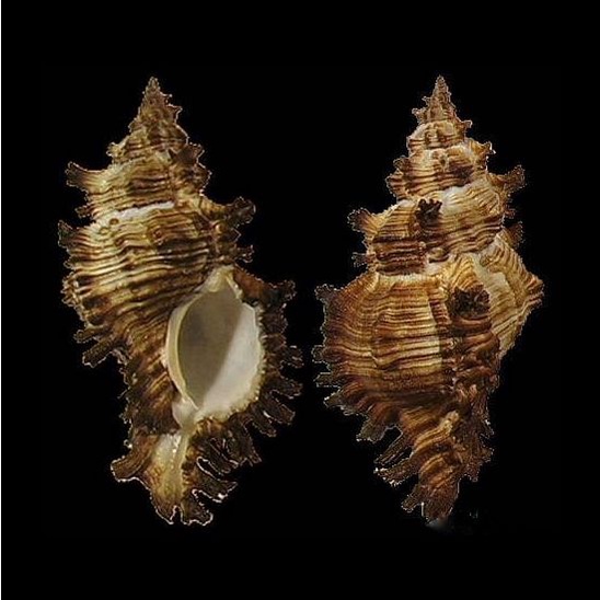 Jual Cangkang shell rumah keong siput Chicoreus torrefactus | Shopee Indonesia