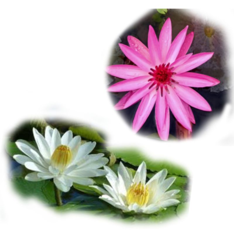 Jual Paket Tanaman Air Teratai / Waterlilly (No Bonus) | Shopee Indonesia