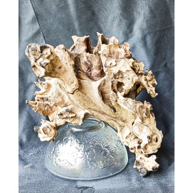 Jual Kayu Rantek Aquarium/Aquascape Murah, Bahan Berkarakter & Sudah Di ...