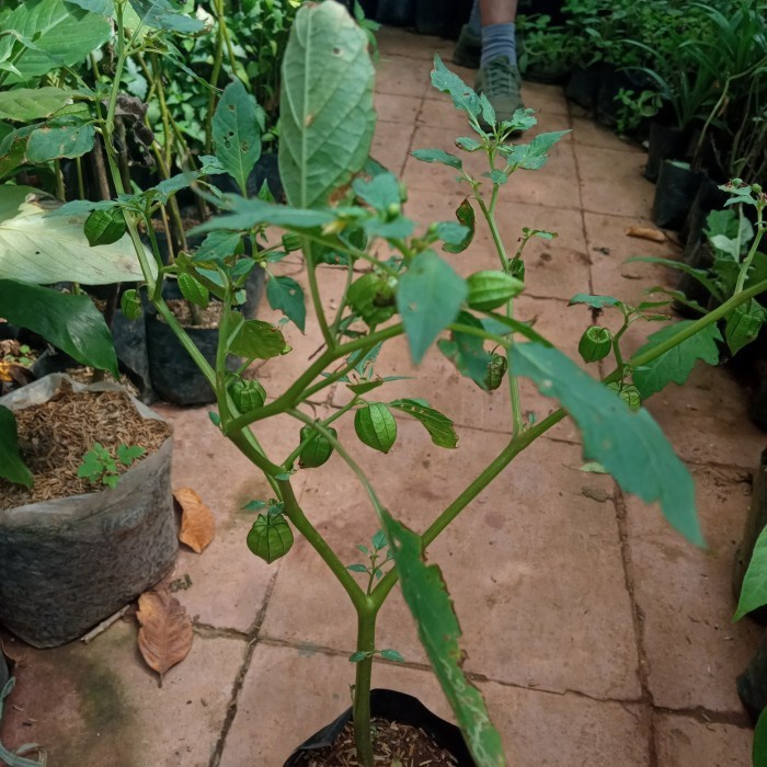 Jual Bibit Tanaman Ciplukan - Pohon Buah Cecenet - Tanaman Herbal ...