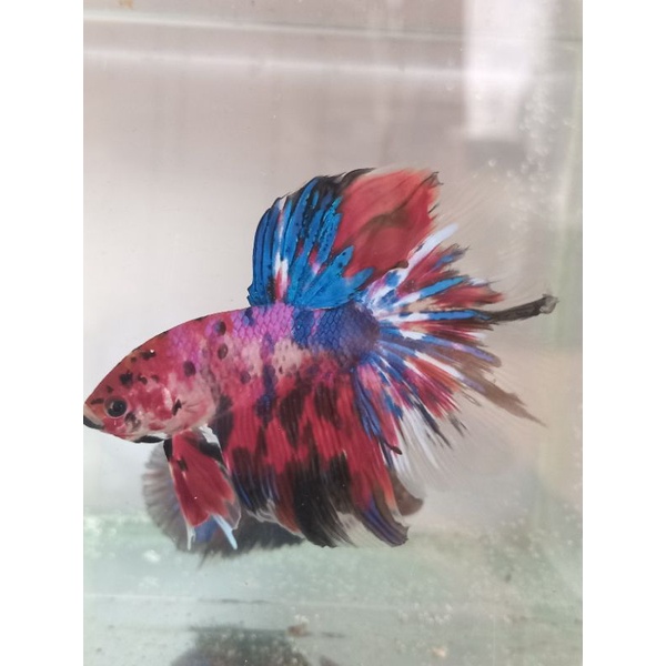 Jual ikan hias cupang giant hm | Shopee Indonesia