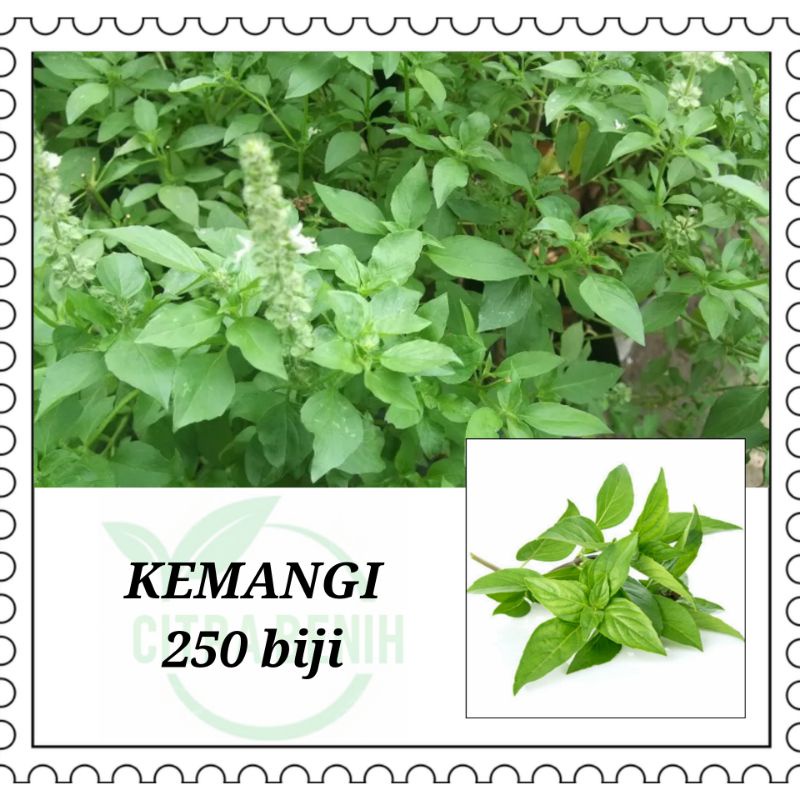 Jual 250 Biji - Benih Daun Kemangi Lalap KOMANGI | Shopee Indonesia