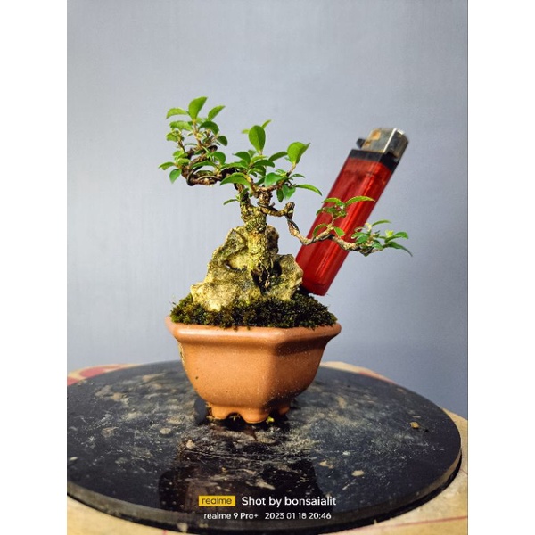 Jual bonsai sakura micro on the rock shito | Shopee Indonesia