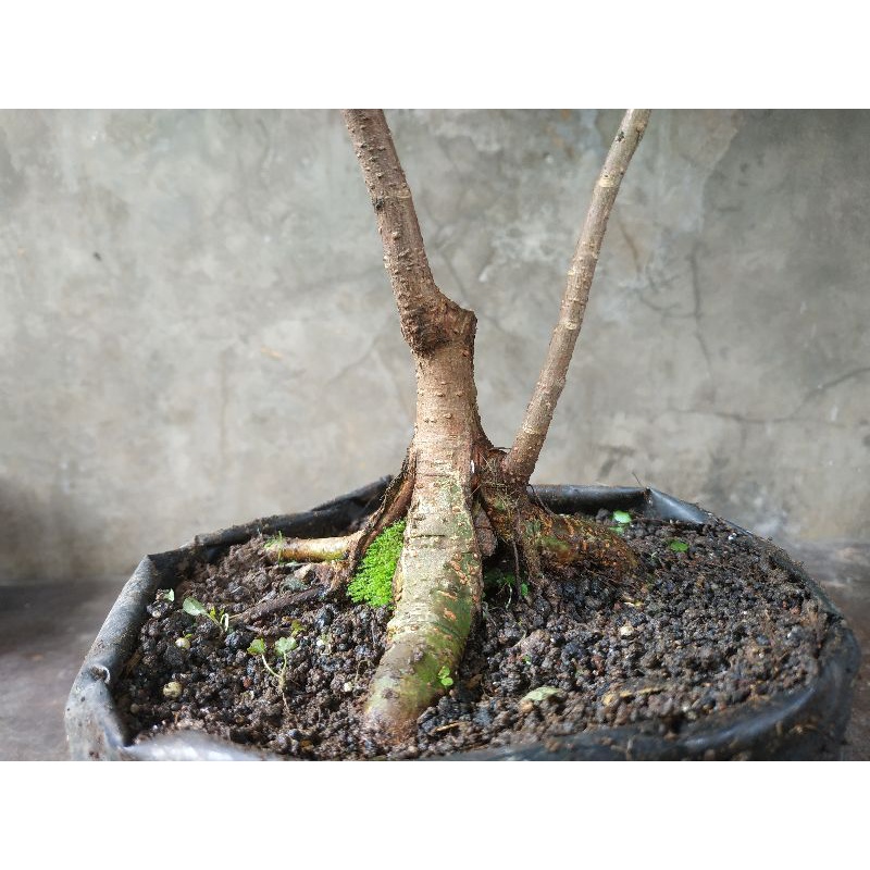 Jual Bahan Bonsai Bunut pucuk merah | Shopee Indonesia