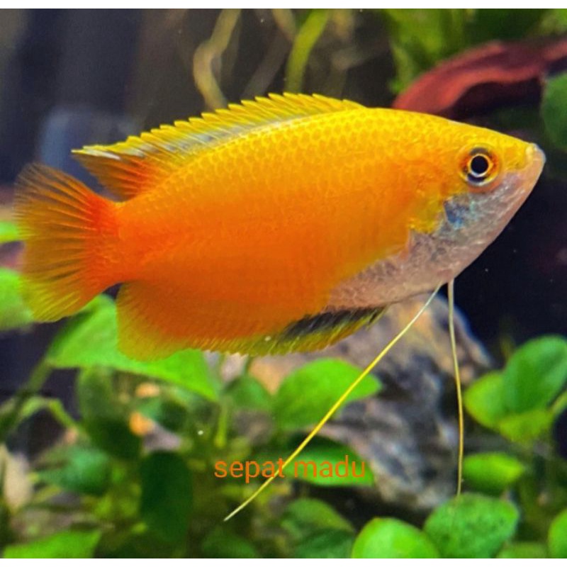 Jual ikan hias sepat hias /Dwarf gourami ( aneka sepat) | Shopee Indonesia