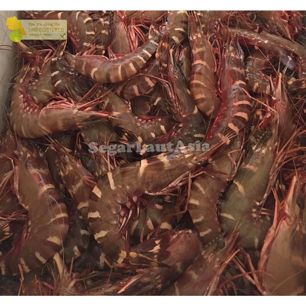 Jual Udang Jumbo Segar Udang Besar Udang Segar 1Kg | Shopee Indonesia