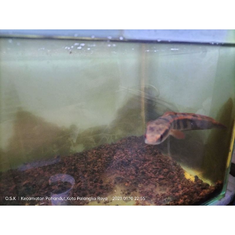 Jual baby maru red kapuas 5-6 cm | Shopee Indonesia